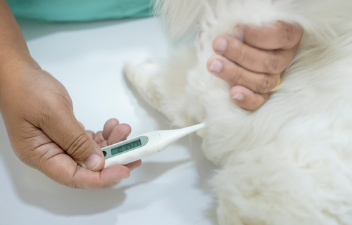 Cara Merawat Kucing yang Sedang Demam agar Cepat Sembuh